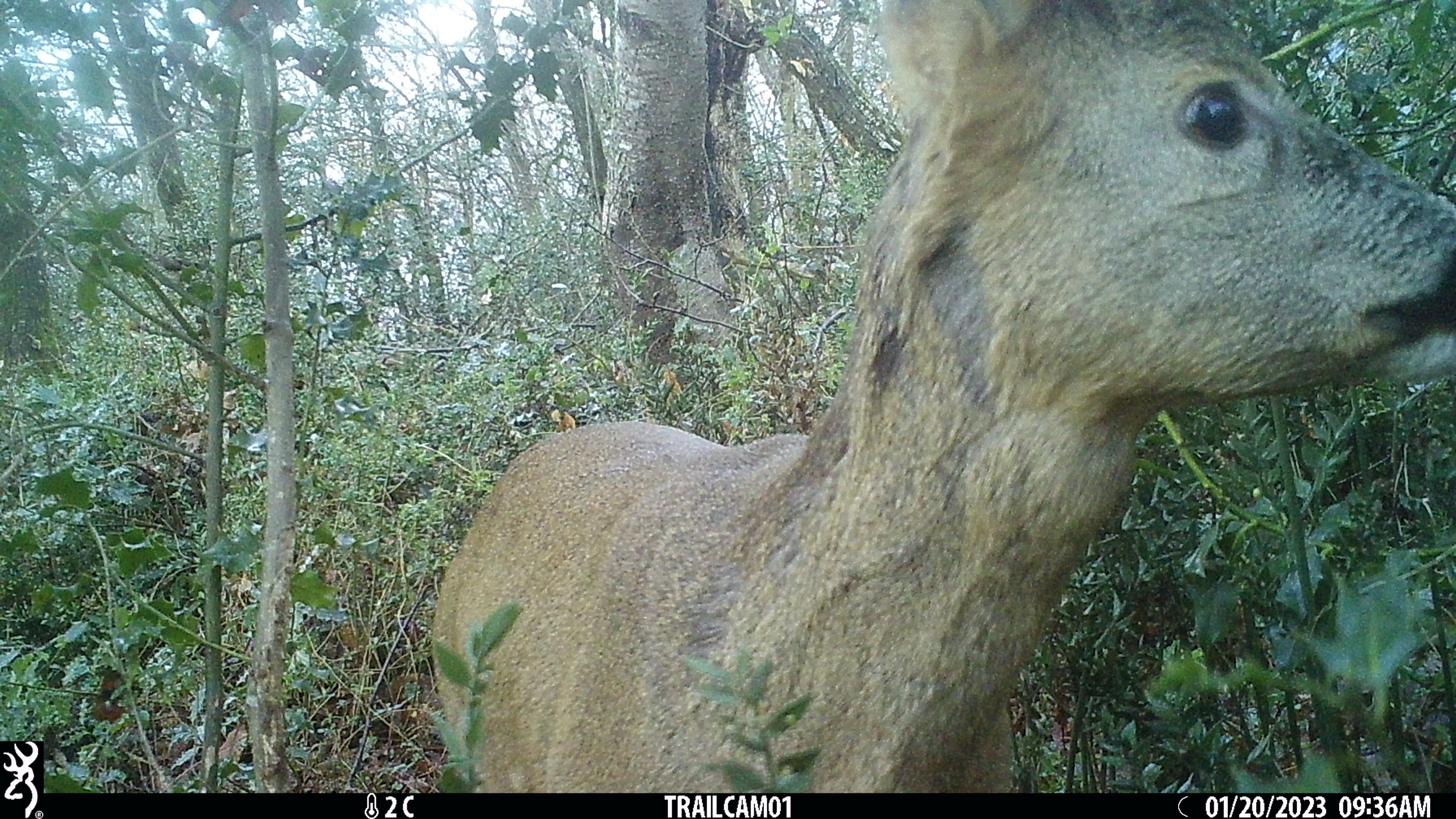 Deer caught on camera – The Olivia Rose Diaries